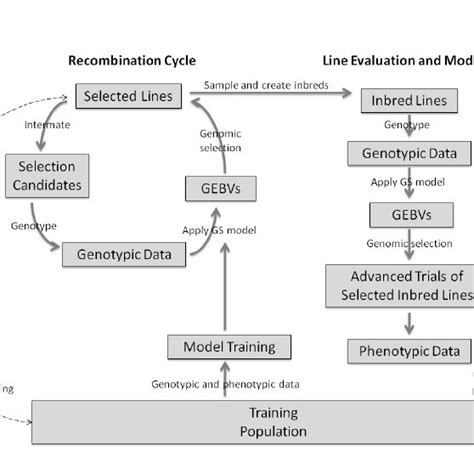 pdf genomic selection for durable stem rust resistance in wheat