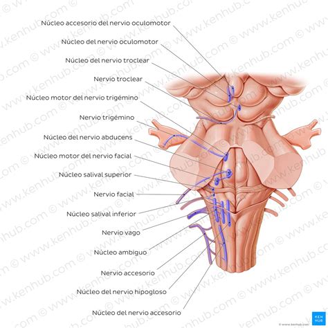 Nervio facial Origen función ramos y anatomía Kenhub