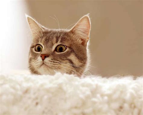 How To Get Cat Pee Out Of A Couch 10 Useful Hacks