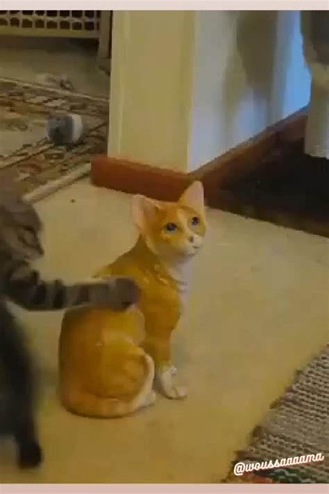 Pin On Cats