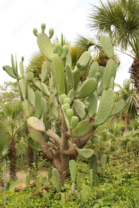 Foto De Nopal Mexicano Con Tunas Verdes Nopal Planta Verde Tuna Campo