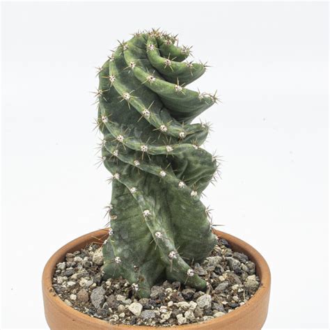 Cereus Peruvianus Tortuensis Kakteen Gautschi