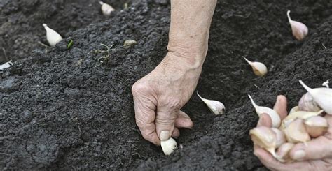Cómo cultivar ajo en un huerto urbano El rincón del huerto urbano
