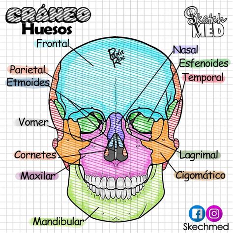 Huesos De La Cara Huesos De La Cara Anatomia Y Fisiologia Huesos Cara