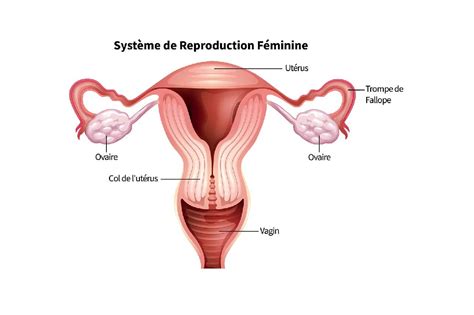 Quels Sont Les Organes Internes De L Appareil G Nital Femelle