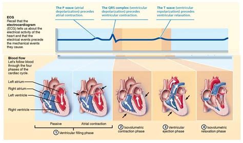 Cardiac Cycle