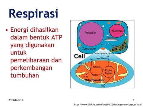 Respirasi Energi Dihasilkan Dalam Bentuk Atp Yang Digunakan Untuk