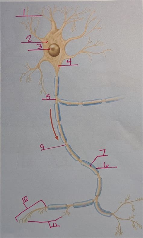 Neuron Lab Diagram Quizlet