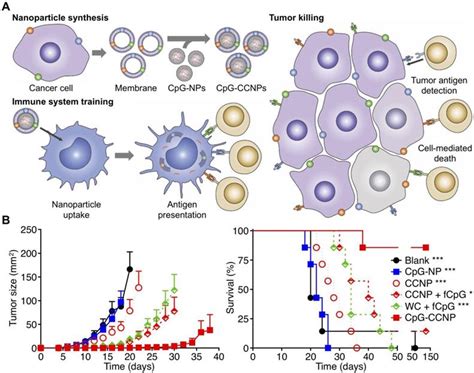 Nanoparticle Delivery Of Immunostimulatory Agents For Cancer Immunotherapy