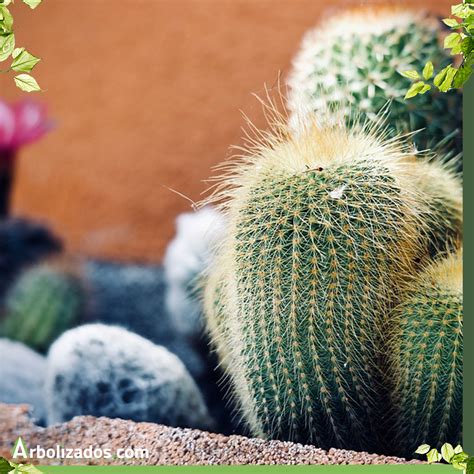 Qu Es Un Cactus Y Para Qu Sirven Cuidados De Cactus