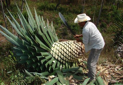 Guía básica Cómo cultivar el agave una opción para zonas semiáridas