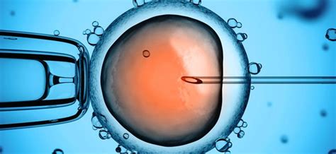 Fecundaci N In Vitro Preguntas M S Frecuentes