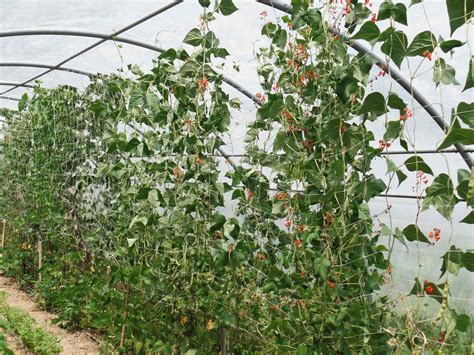 Coltivare Fagioli E Fagiolini Stocker Garden