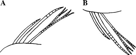 Second And Third Simple Rays And First Branched Ray Of Dorsal A And Download Scientific