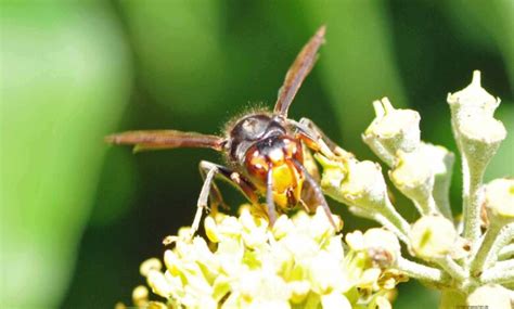 Artenschutz Asiatische Hornisse Erstmalig Im Oberbergischen Kreis