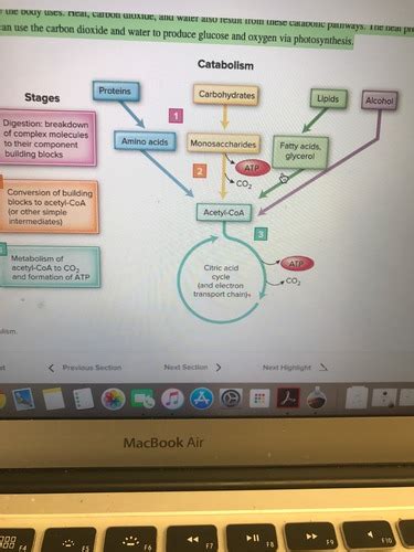 Metabolism Exam Flashcards Quizlet