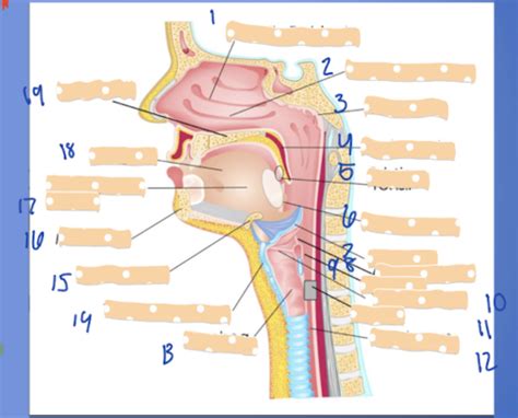 Anatomical Structures Of Head And Neck Flashcards Quizlet