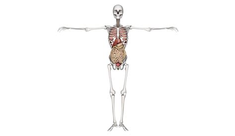 Atividades sobre o Corpo Humano Ideias divertidas e didáticas PDF