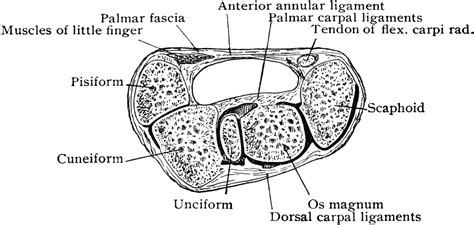Transverse Section Of Wrist ClipArt ETC