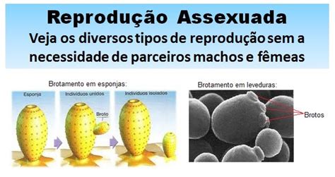 Biologia Revise sobre a Reprodução Assexuada