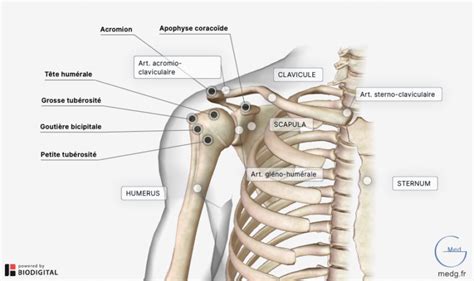 Anatomie de l épaule MedG