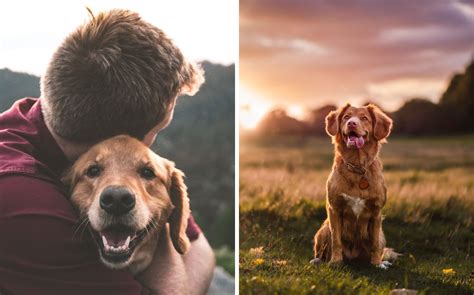 Dar en adopción a tu mascota impacto emocional y consejos clave CHIC