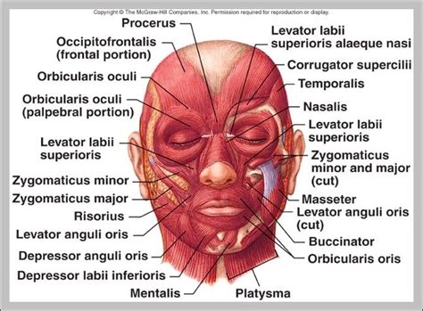 Muscles Of Facial Expression Graph Diagram