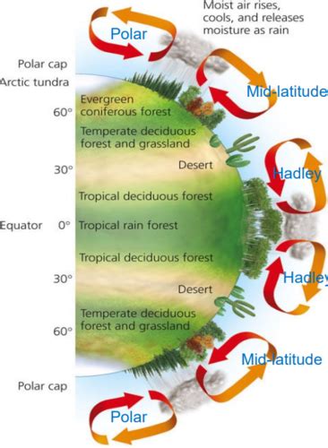 Terrestrial Biomes Lecture Flashcards Quizlet