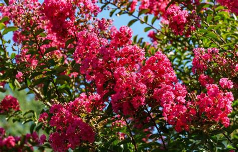 LAGERSTROEMIA indica Braise d Ete Pépinières Ripoche Nantes