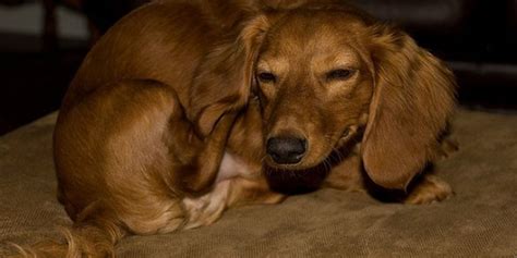 Dermatite Allergica Nel Cane Cause Sintomi E Cura Petsblog