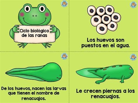 Ciclo De Vida De La RANA 3 Imagenes Educativas