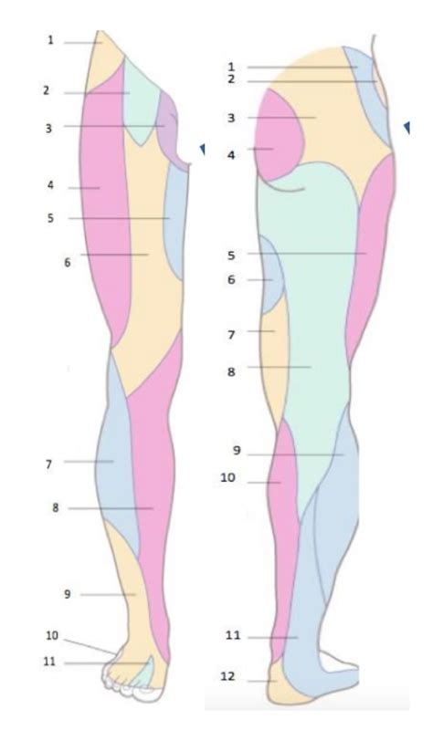 Diagram Of Lower Limb Peripheral Nerve Dermatomes Quizlet