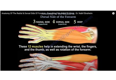 Anatomy Of The Radial And Dorsal Side Of Forearm