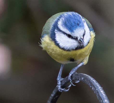 Blaumeise Vogel Sitzend Kostenloses Foto Auf Pixabay Pixabay
