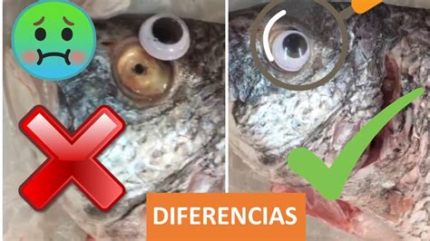 Consejos Para Escoger Un Pescado Fresco Identifica Un Pez En Buen
