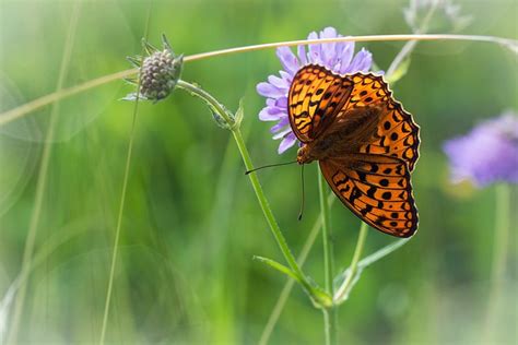 Schmetterling Falter Wiese Kostenloses Foto Auf Pixabay Pixabay
