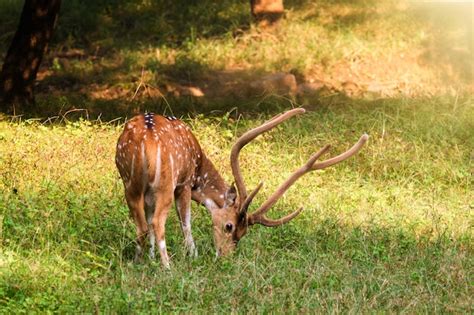 Premium Photo Beautiful Male Chital Or Spotted Deer In Ranthambore