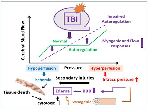 IJMS Free Full Text Molecular Pathomechanisms Of Impaired Flow