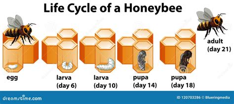 Ciclo de vida de una abeja ilustración del vector Ilustración de