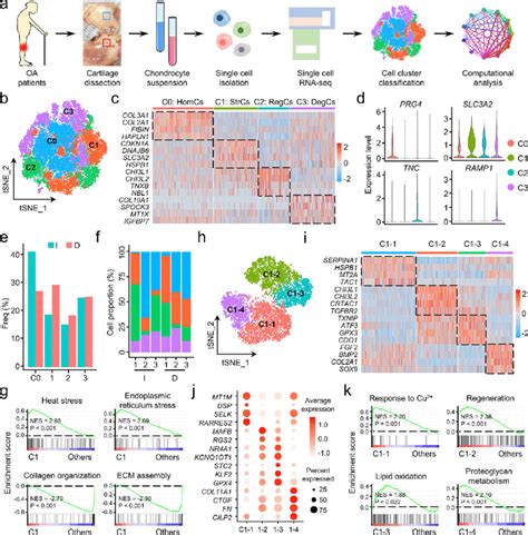 Single Cell Transcriptomic Analysis Of Intact And Damaged Human