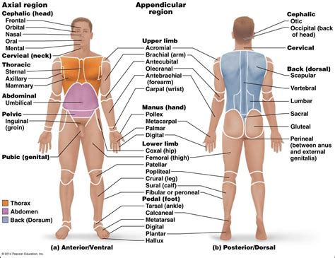 Labeling The Body Anatomy