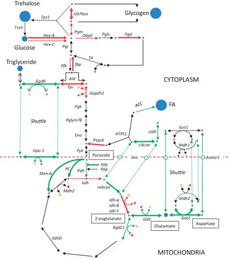 The Central Metabolic Pathway And Its Immediate Branches The Color