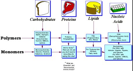 Chapter Macromolecules Diagram Quizlet