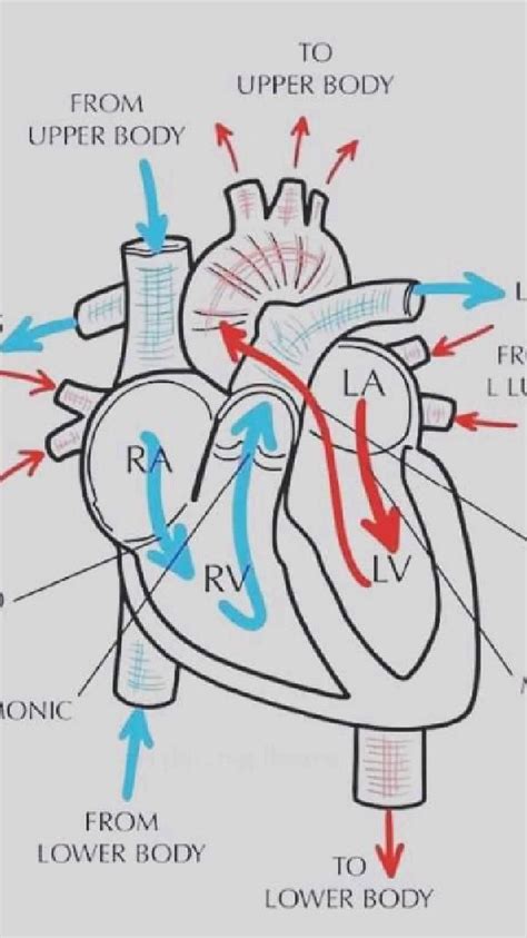 Our Heart Functions Tricuspid Valve Nursing Student Tips Heart Anatomy