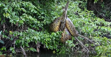 Sucuri gigante é flagrada por pescador em cima de árvore em rio de