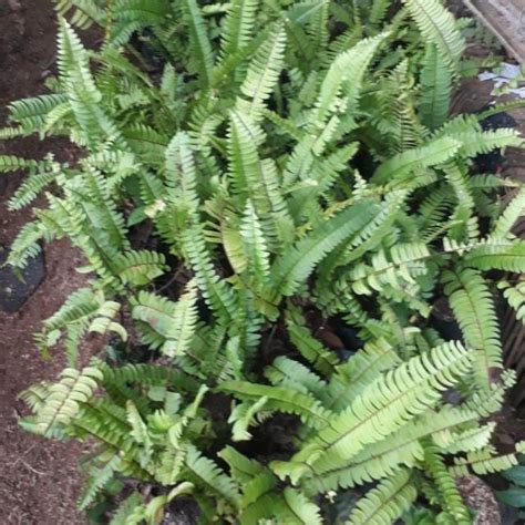 Jual Tanaman Hias Pakis Pohon Pakis Kelabang Shopee Indonesia