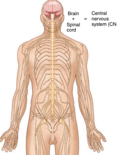 Chapter The Nervous System Flashcards Quizlet