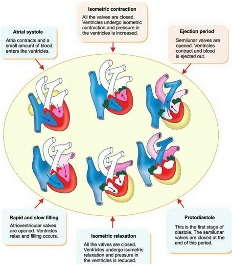 Cardiac Cycle