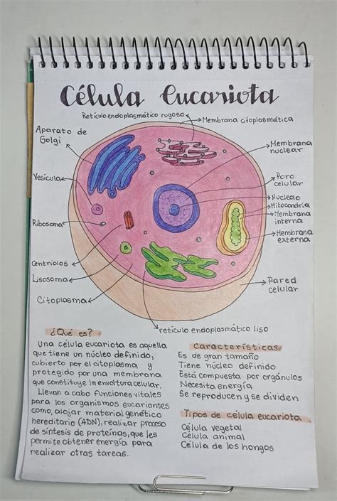 Pin on Biología
