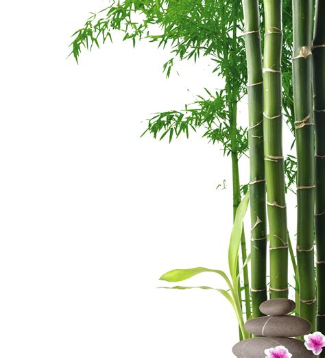 Real Bamboo Tree PNG Transparent Images
